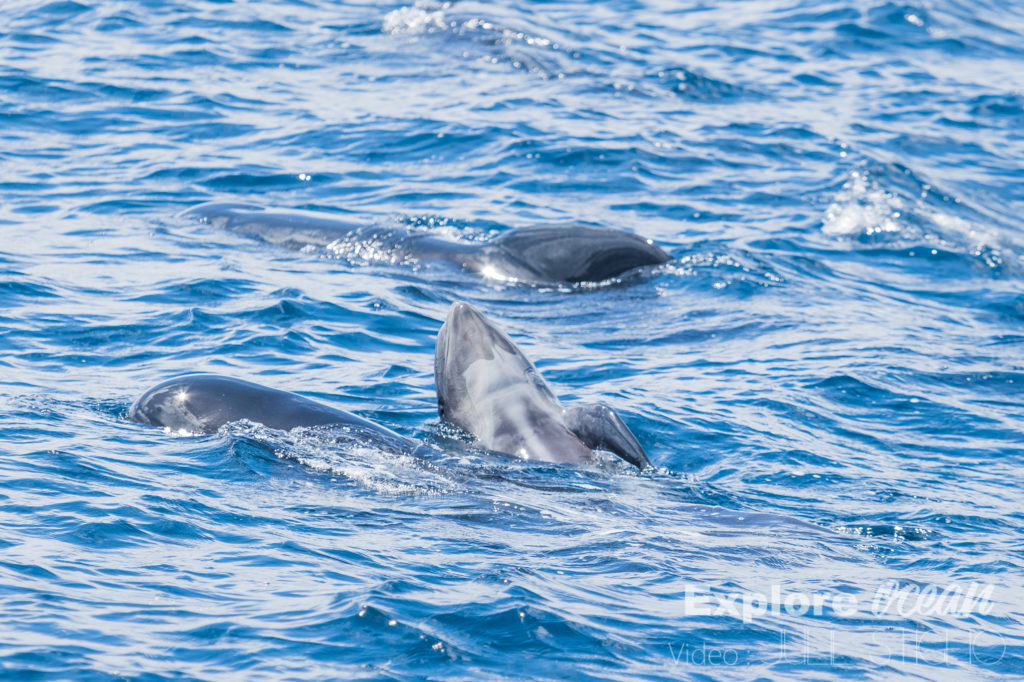 globicephale pays basque-explore ocean-whale watching-activité saint ...