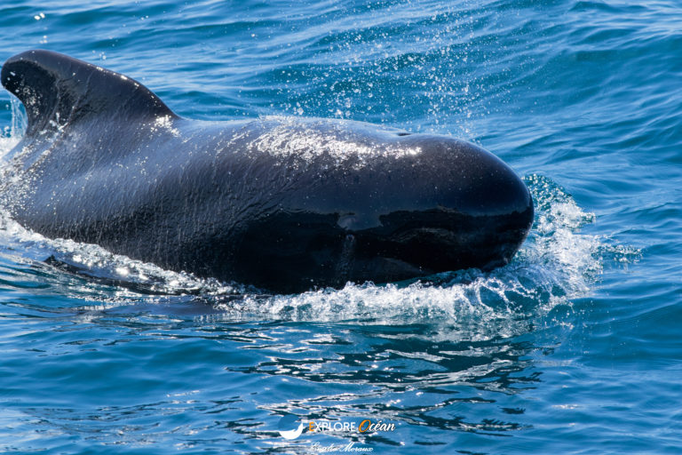 globicephale saint jean de luz explore ocean whale watching activité ...