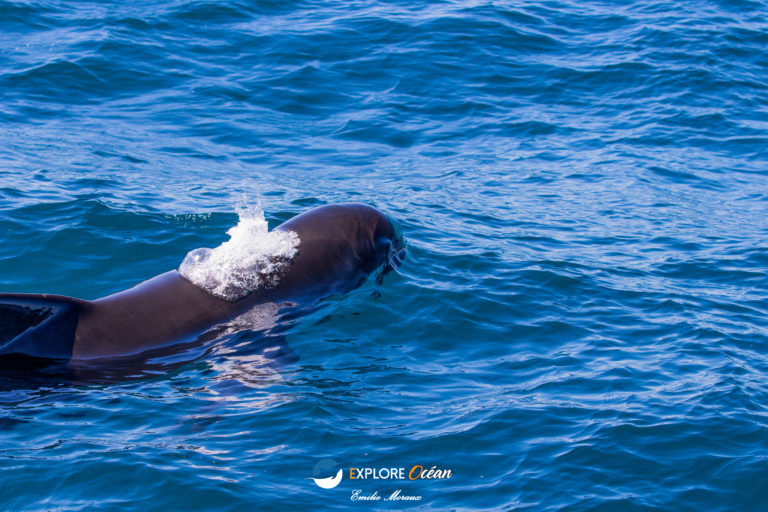 globicephale saint jean de luz explore ocean whale watching activité ...