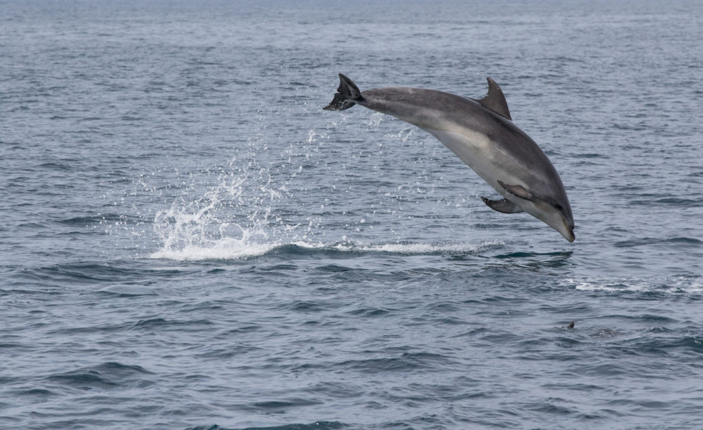 grand dauphin saint jean de luz dauphin cote basque whale watching ...