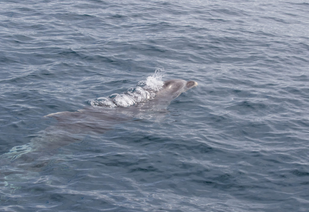 grand dauphin saint jean de luz dauphin cote basque whale watching ...