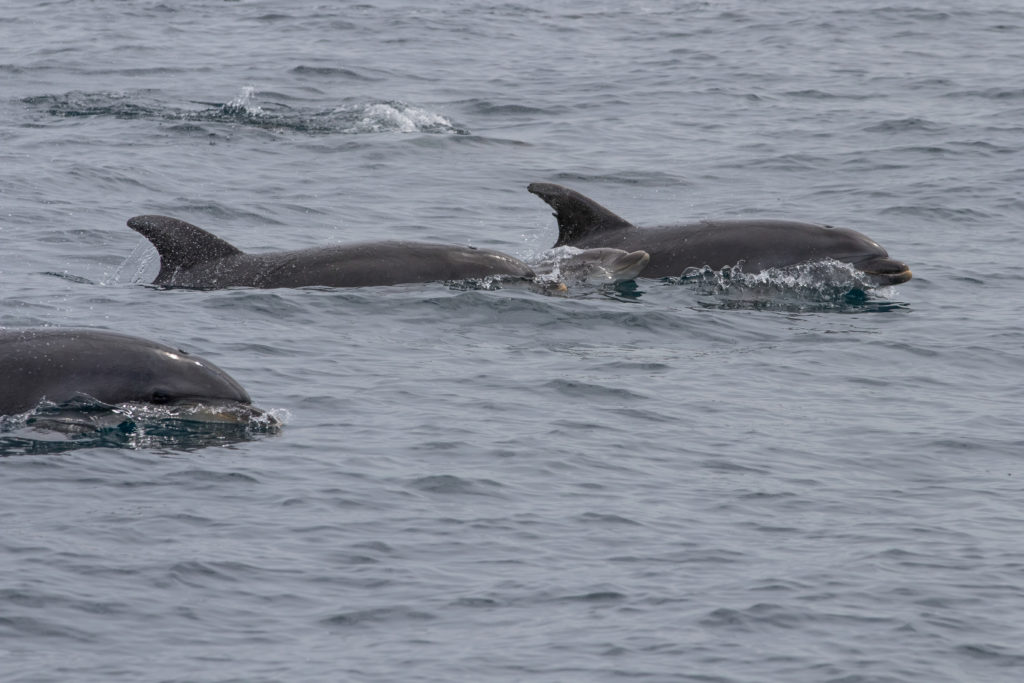 grand dauphin saint jean de luz dauphin cote basque whale watching ...